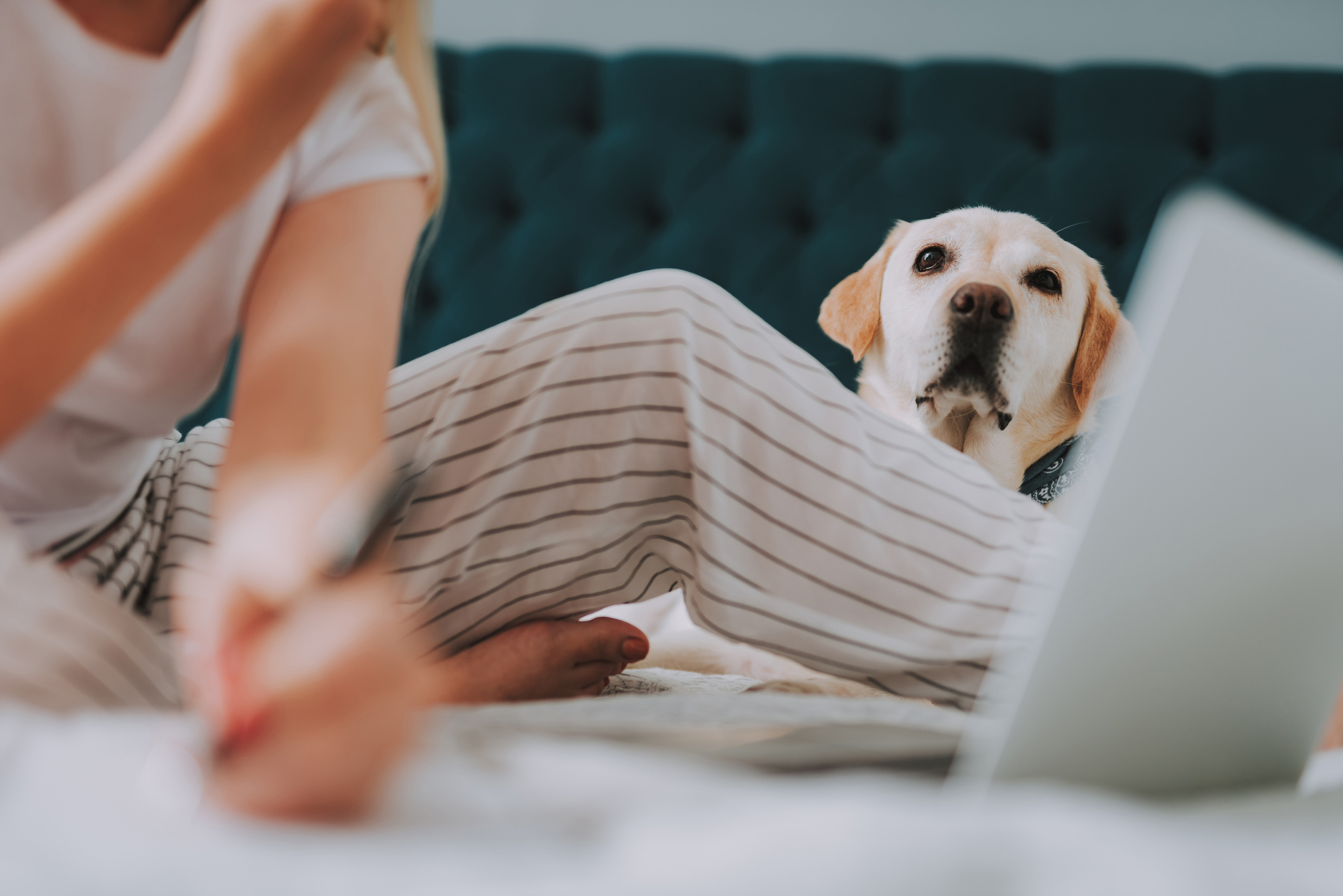 Can pets have obstructive sleep apnea?